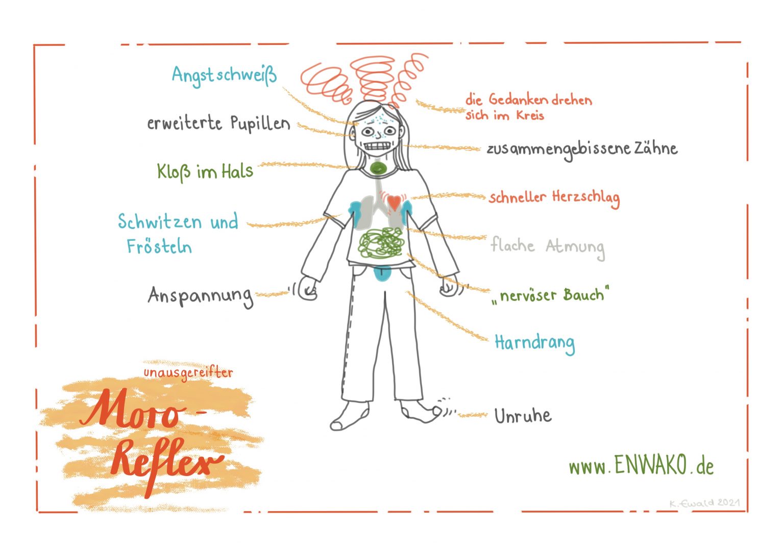 Moro Reflex » ENWAKO - Seminare & Training